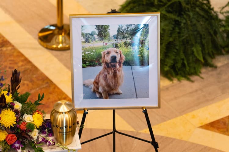 Fact Check: Gilbert the dog is the first nonhuman to lie in state in ...