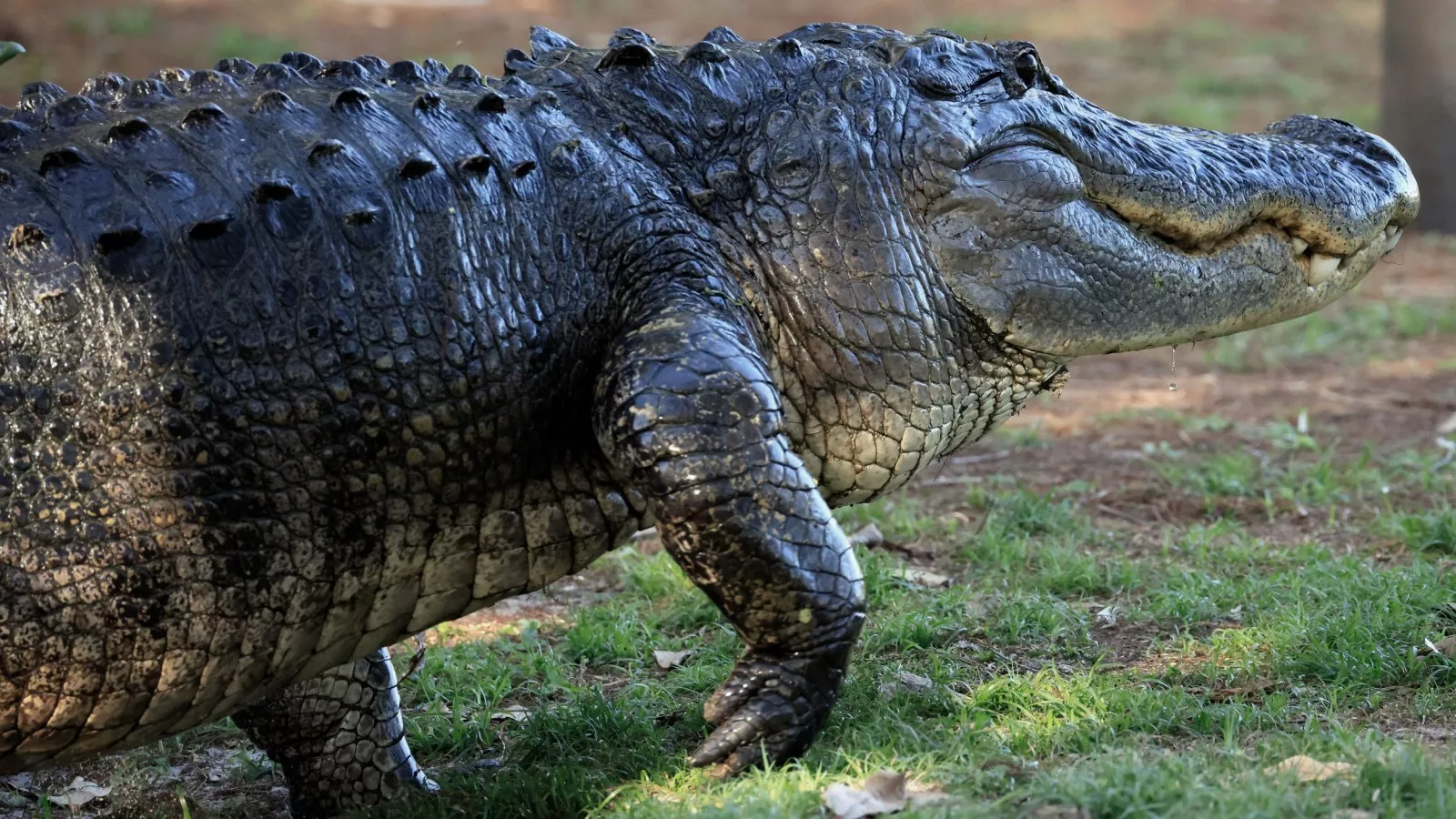 Fact Check: DeSantis claims Alligator Alcatraz's alligator-filled ...