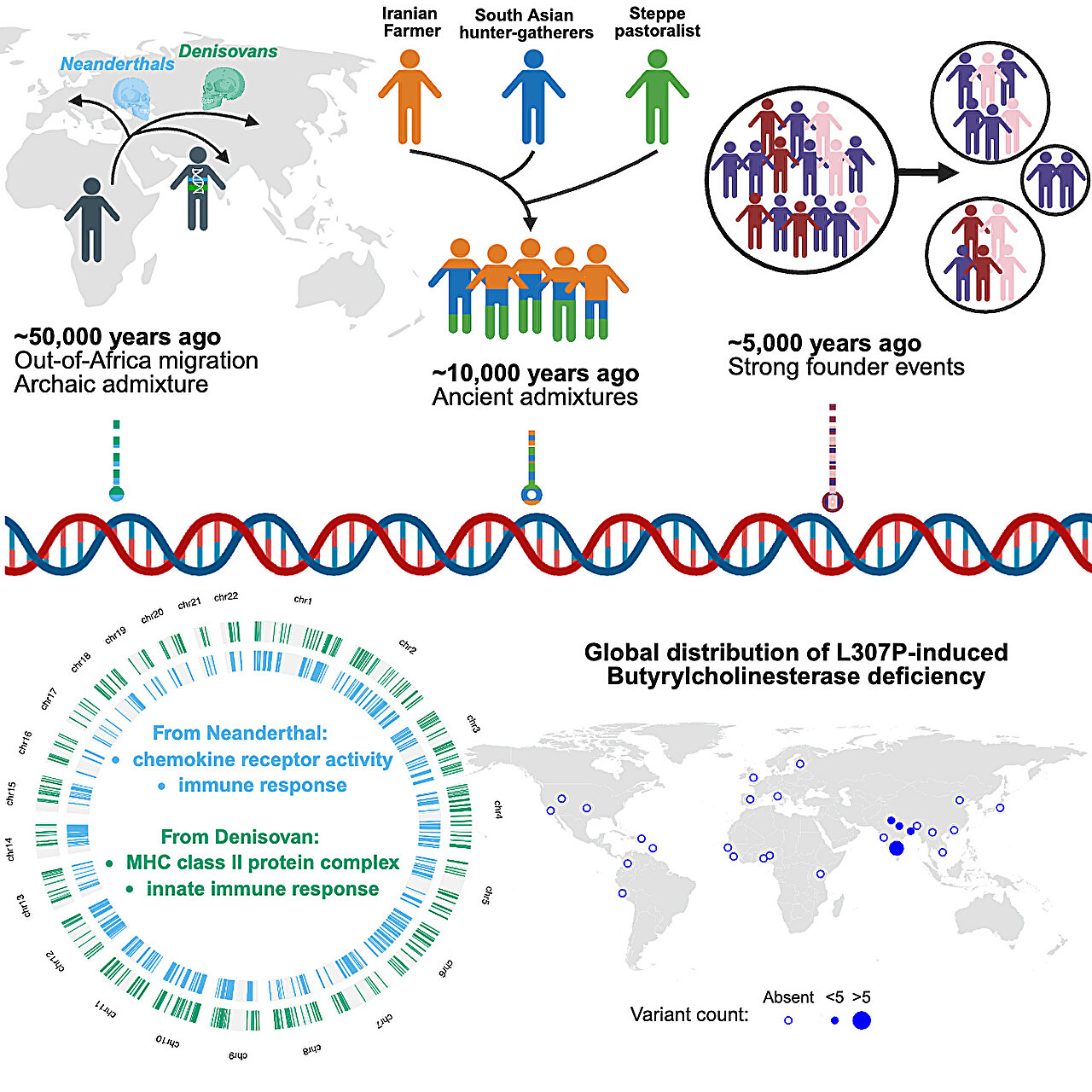 Fact Check: India's genetic diversity includes 5,000 ethno-linguistic groups. | TruthOrFake Blog