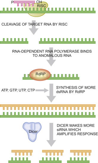 Fact Check: Is RNA double stranded? | TruthOrFake Blog