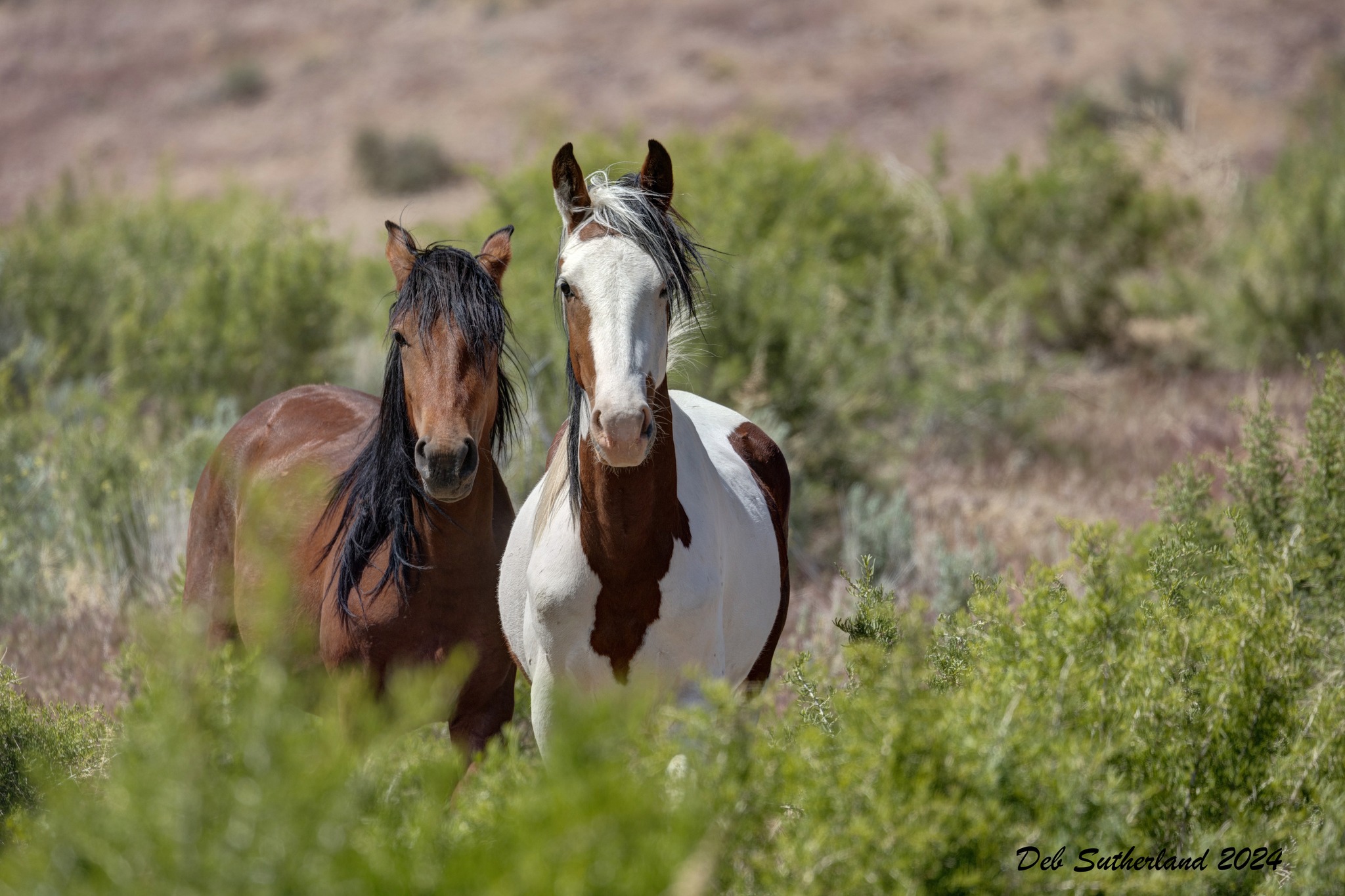 Fact Check: There are over 64,000 wild horses and burros in off-range ...