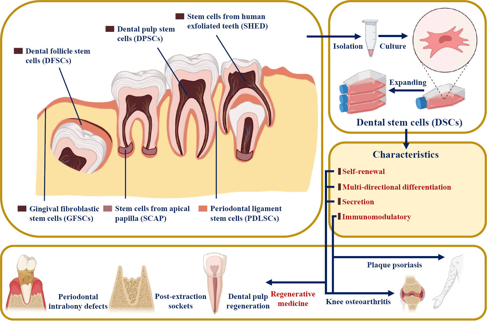 Fact Check: Dental pulp stem cells can ease motor symptoms in Parkinson ...