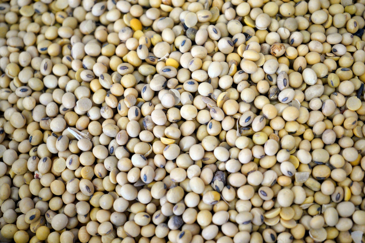 Fact Check: Soybean farmers are being crushed by the U.S. Tariffs ...